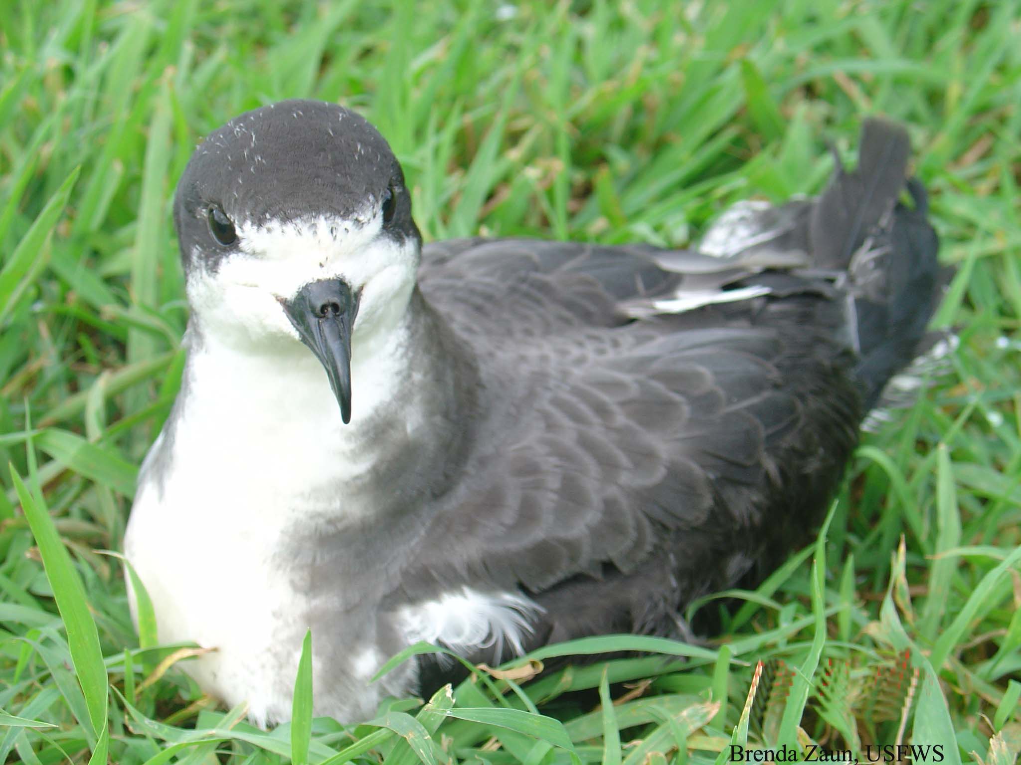 Nuʻalolo Kai - Birds and Mammals